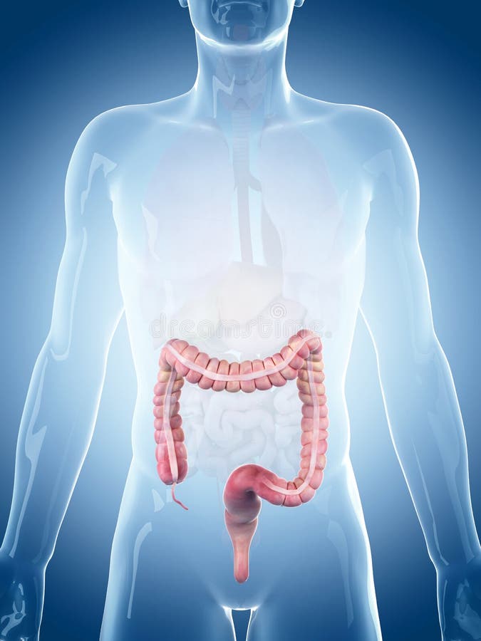 The colon stock illustration. Illustration of intestine - 59787279