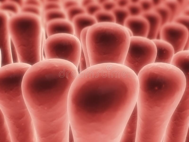 Colon villi stock illustration. Illustration of cancer - 2202243