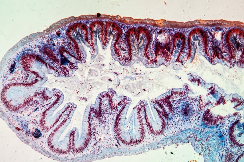 Histology of the Colon stock photo. Image of structures - 42768592