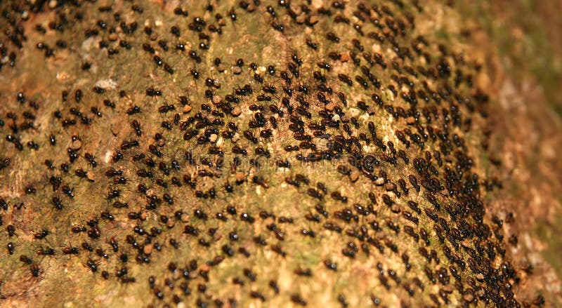 Colonia Commovente Delle Formiche Fotografia Stock - Immagine di ...