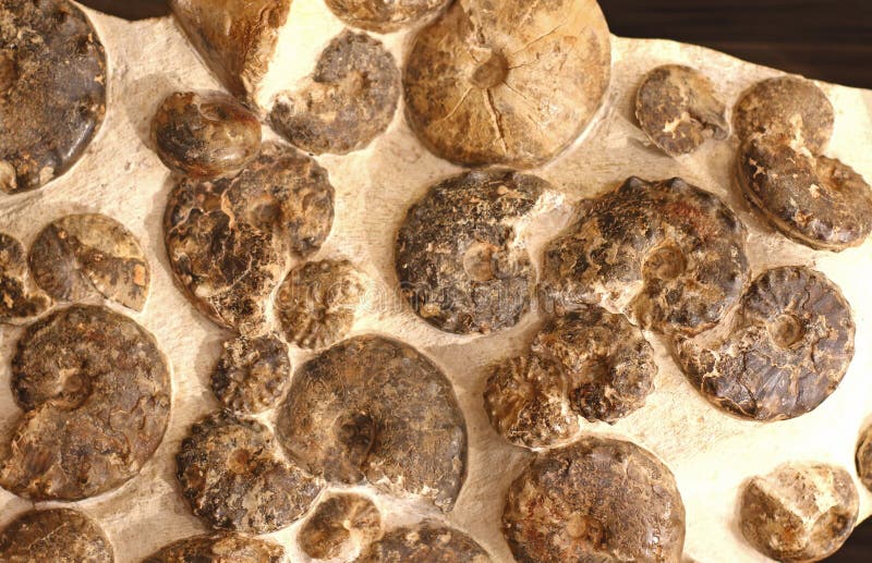 Amonitas foto de archivo. Imagen de amonitas - 14603720