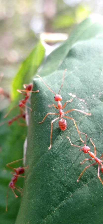 Colonia De Hormigas Rojas En Una Hoja Foto de archivo - Imagen de cubo ...