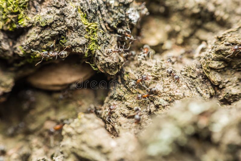 Colonia Delle Formiche Che Cercano L'alimento Immagine Stock - Immagine ...