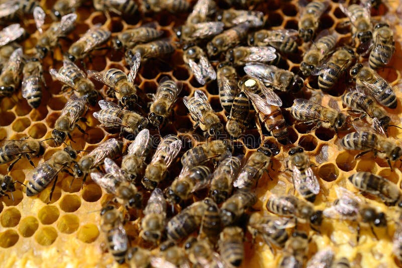 Ape Regina Italiana Nel Centro Delle Api Operaie Che Fanno Le Uova in ...
