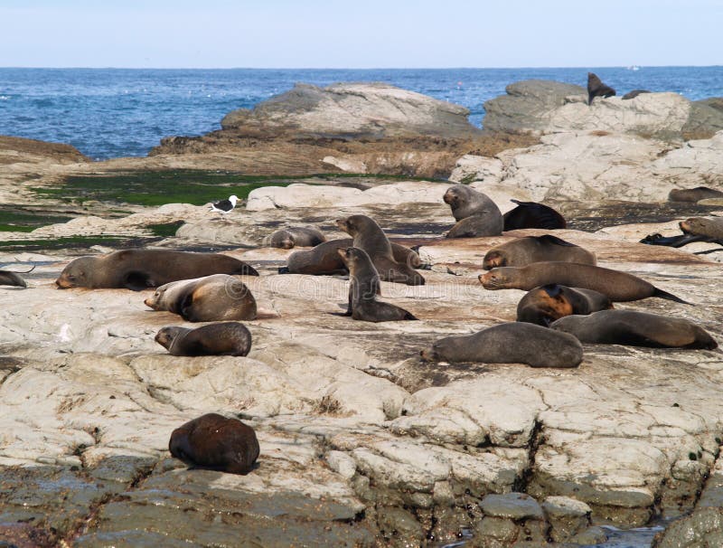 La Colonia Di Foche All'incrocio Del Capo, Sulla Linea Costiera ...