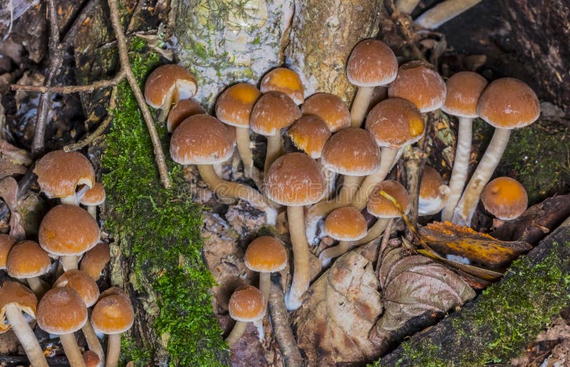 Colonia Poisonous Mushrooms Stock Image - Image of outdoors, brown ...