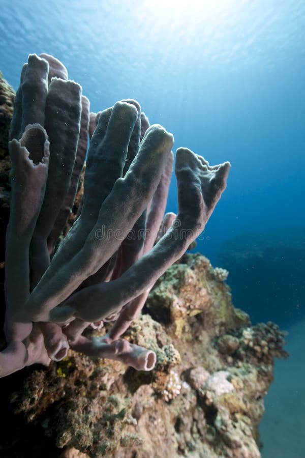 Colonial Tube-sponge (siphonochalina Siphonella) in the Red Sea. Stock ...