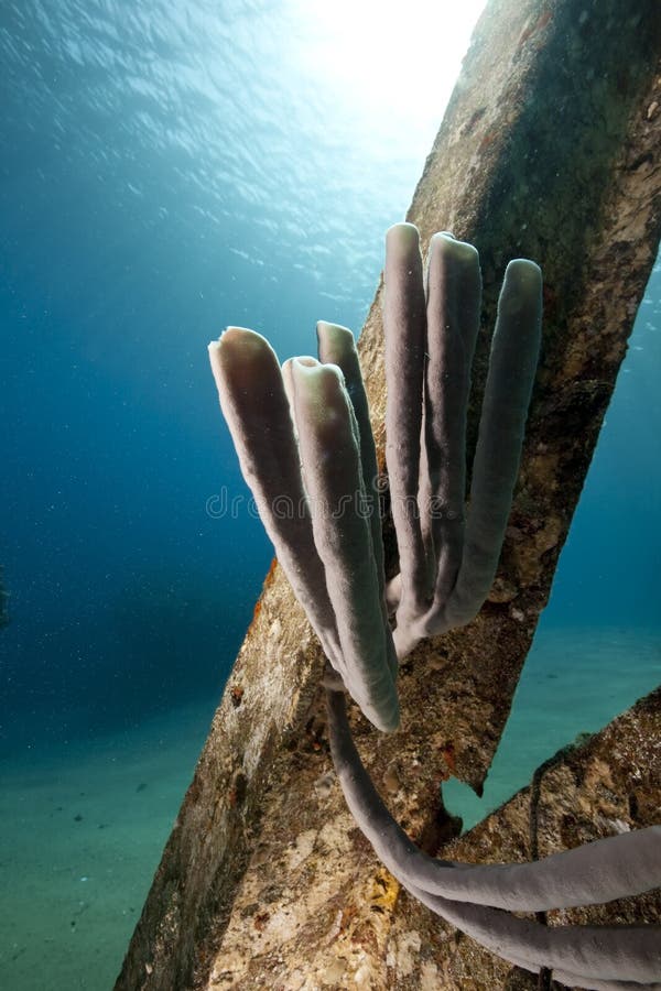 Colonial Tube-sponge (siphonochalina Siphonella) in the Red Sea. Stock ...