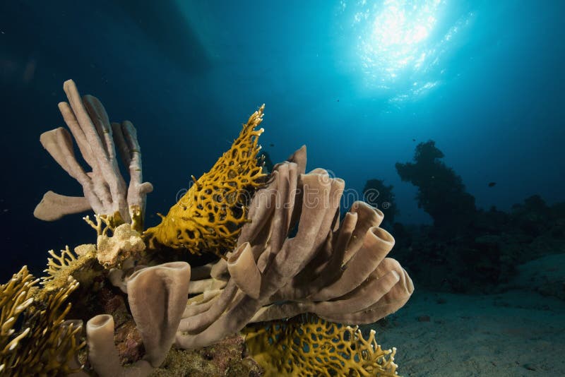 Colonial Tube Sponge Siphonochalina Siphonella Stock Photos - Free ...