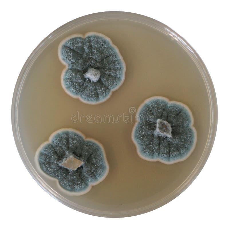 Colonias De Hongos Del Penicillium En Agar De La Dextrosa De Sabouraud ...