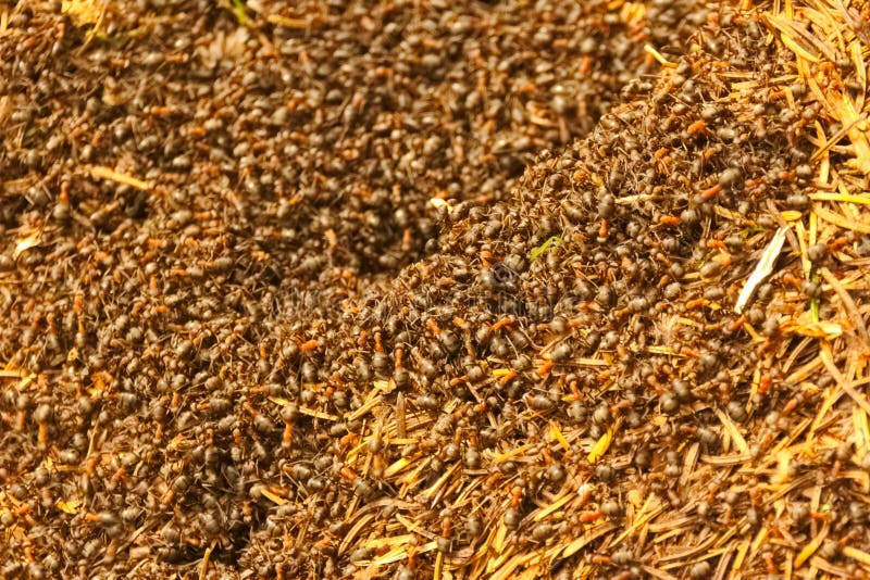 Colonie de fourmis photo stock. Image du fourmi, emboîtement - 69720684