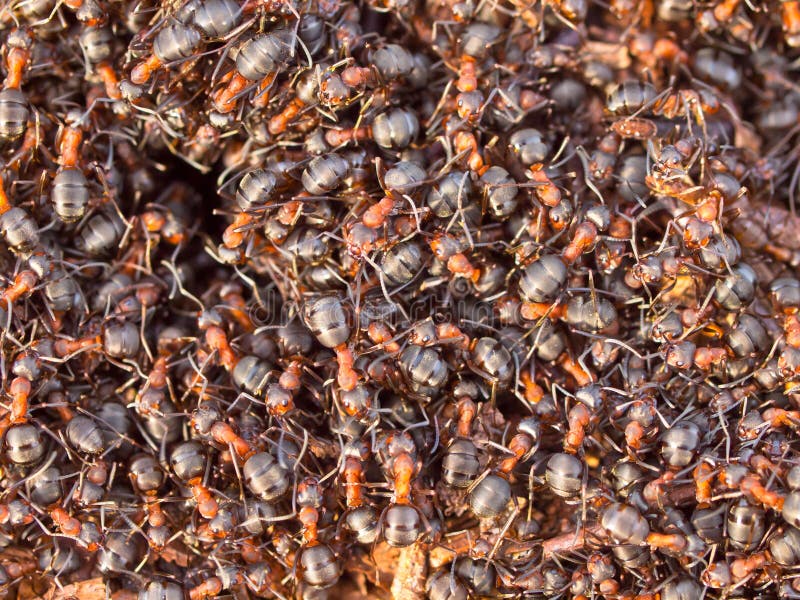 Famille De Fourmis En Gros Plan Dans Un Fourmilière Photo stock - Image ...