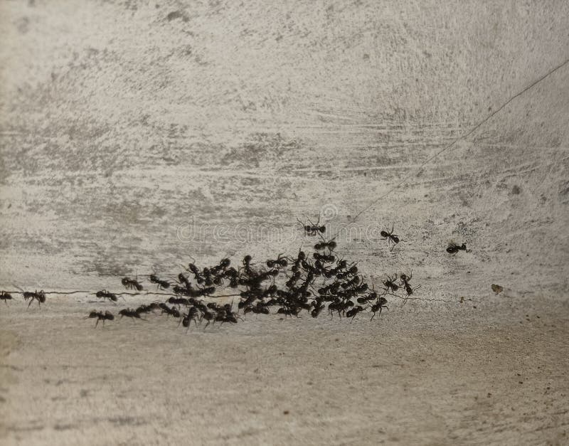 Colonies ant stock image. Image of colonies, earth, animalia - 296011263