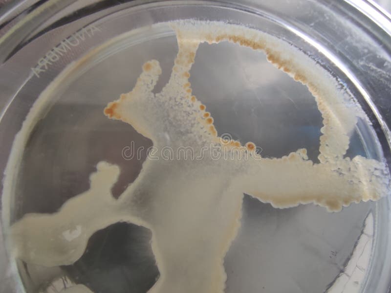 Bacillus and Other Bacteria Growing on Nutrient Agar Medium Stock Image ...