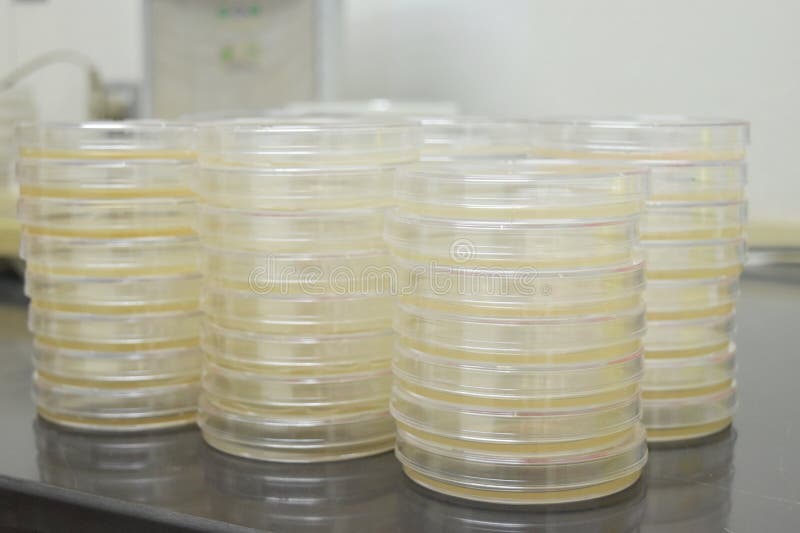 Colonies of Bacteria Growth on Agar Plate Medium in Laboratory Stock ...