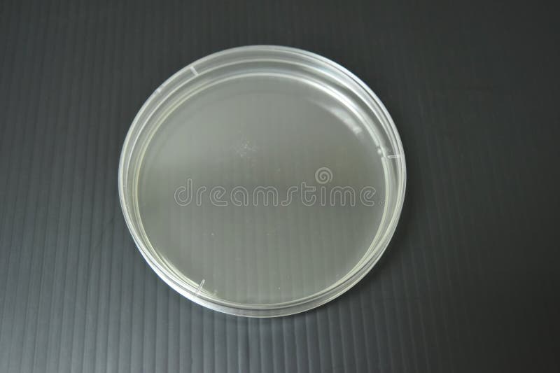 Colonies of Bacteria Growth on Agar Plate Medium in Laboratory Stock ...