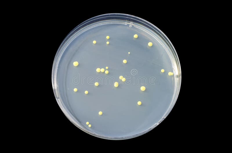 Colonies of Micrococcus Luteus Bacteria Stock Image - Image of cocci ...