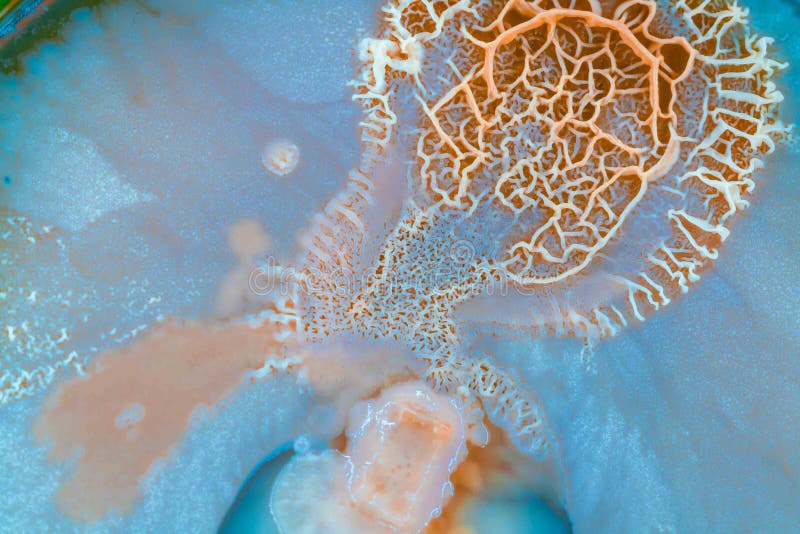 Colonies of Bacteria and Microorganisms on the Surface of Agar and Wind ...