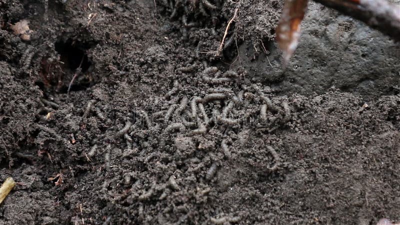 A Many Worms - Grubs are Writhe between Roots in Earth Stock Footage ...