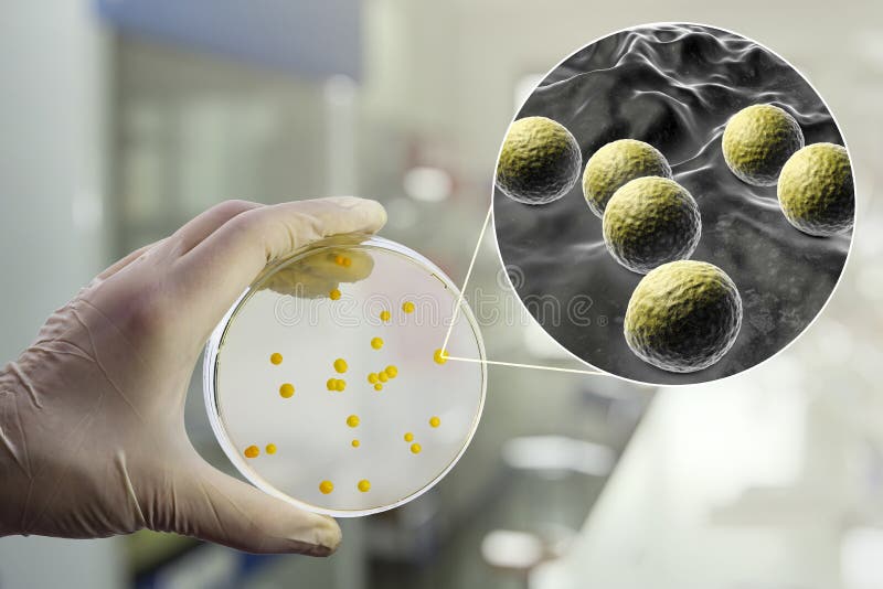 Micrococcus. Bacteria Classification. Spherical Shapes of Bacteria ...