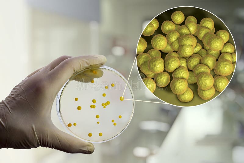 Colonies of Micrococcus Luteus Bacteria on Agar Plate Stock ...