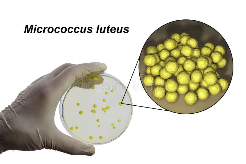 Colonies of Micrococcus Luteus Bacteria on Agar Plate Stock ...