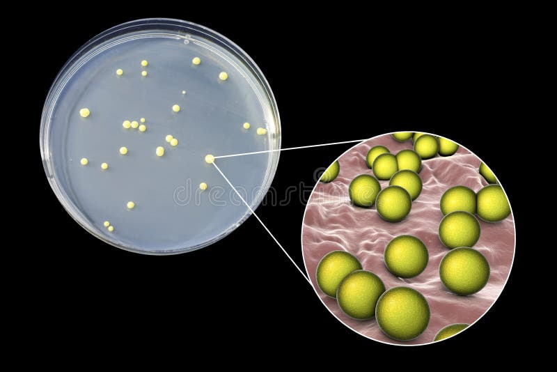 Colonies of Micrococcus Luteus Bacteria on Agar Plate Stock ...
