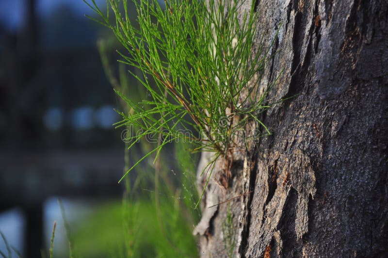Colonism stock image. Image of tree, life, wonderful - 100899551