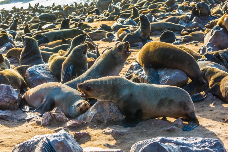 Colony of Animals in Cape Cross Stock Image - Image of hair, africa ...