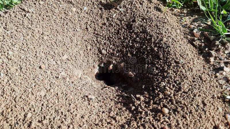 Colony of ants. stock footage. Video of dirt, hill, wilderness - 258675016