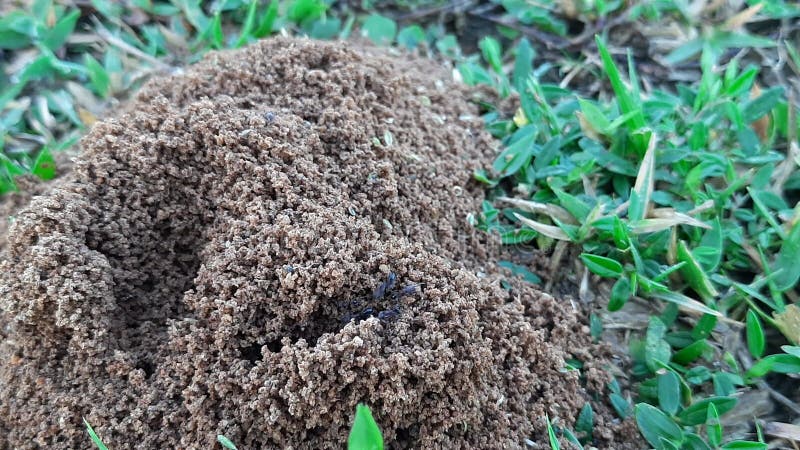 Colony of ants. stock footage. Video of animals, sand - 258675256
