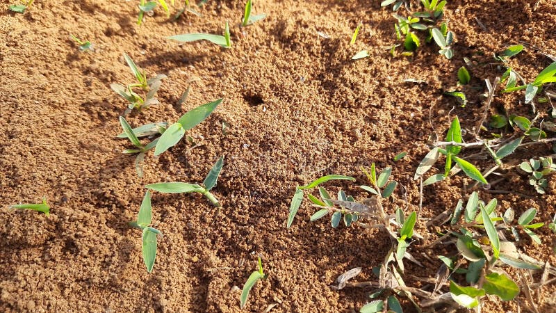 Colony of ants. stock footage. Video of outside, ground - 253752262