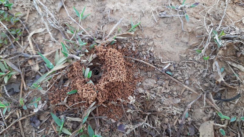 Colony of ants. stock video. Video of wildlife, outdoor - 274832341