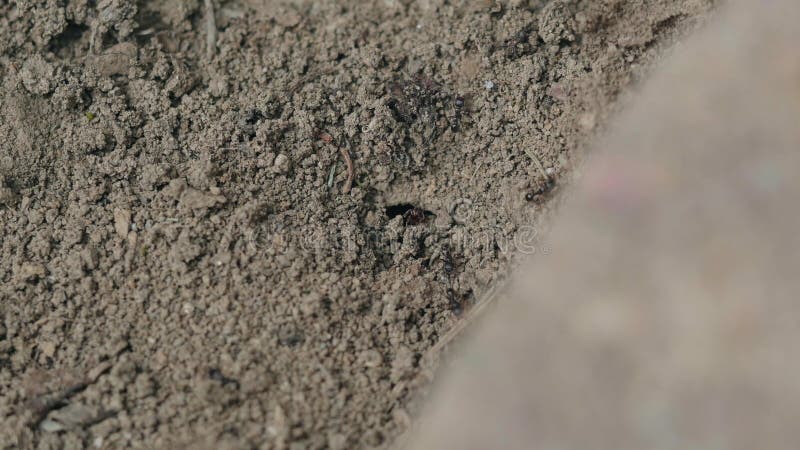 Looking Down at Black Ants Digging a Hive Stock Video - Video of insect ...