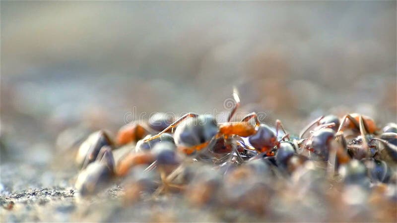 Colony of Ants Dismember and Eating Beetle Stock Footage - Video of ...