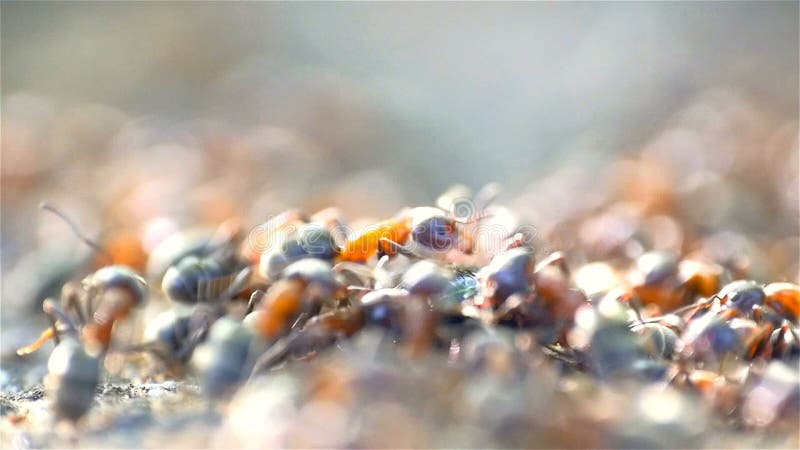 Colony of Ants Dismember and Eating Beetle Stock Footage - Video of ...