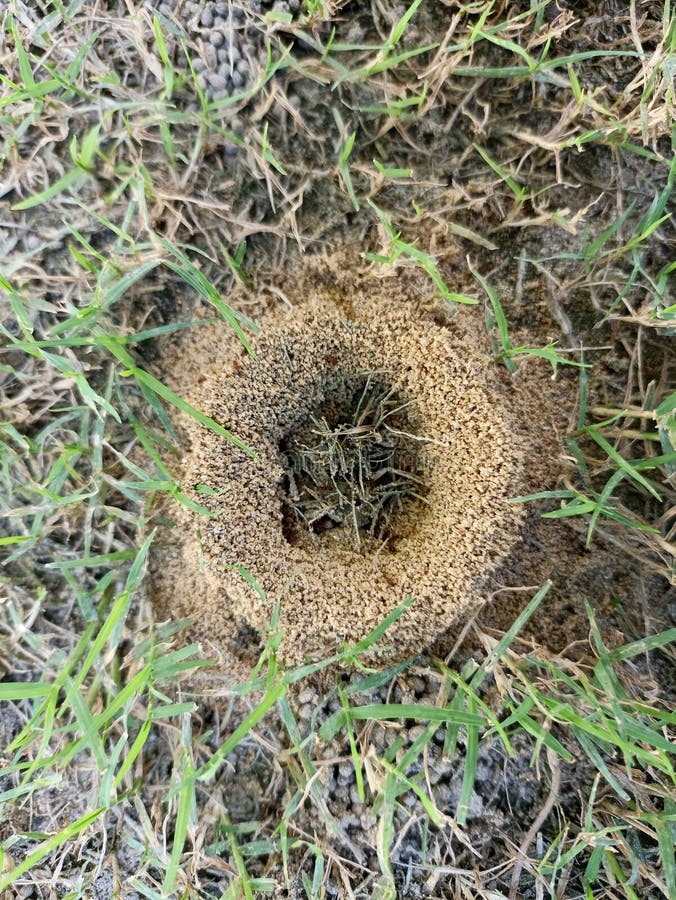 Colony of Ants on the Earth Stock Image - Image of reptile, mammal ...