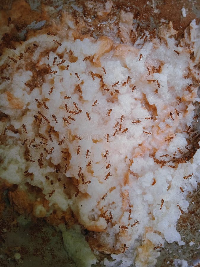A Colony of Ants Eating Food Stock Image - Image of team, macro: 232821103