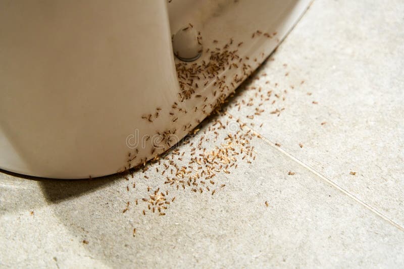 A Colony of Ants Hides Their Eggs Under the Toilet in the Bathroom. the ...