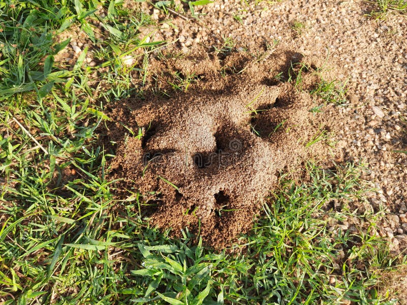 Colony of ants. stock image. Image of colony, community - 254460795