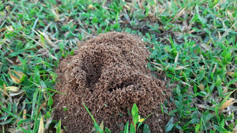 Colony of ants. stock footage. Video of grass, colony - 258675156