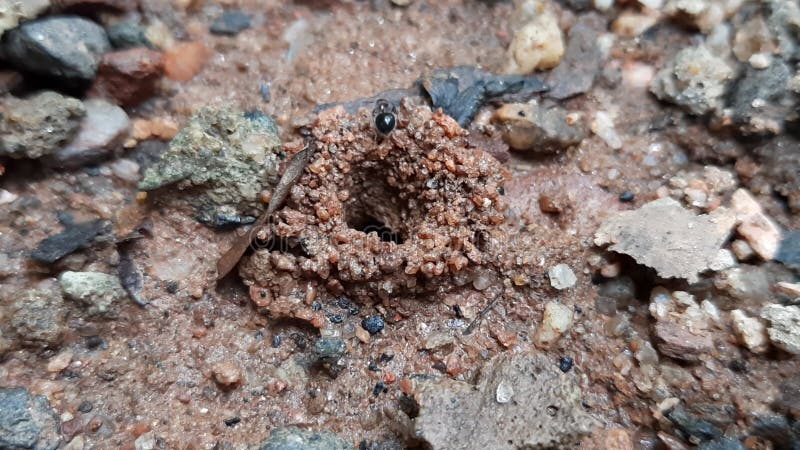 Colony of ants. stock footage. Video of outside, sand - 258984268