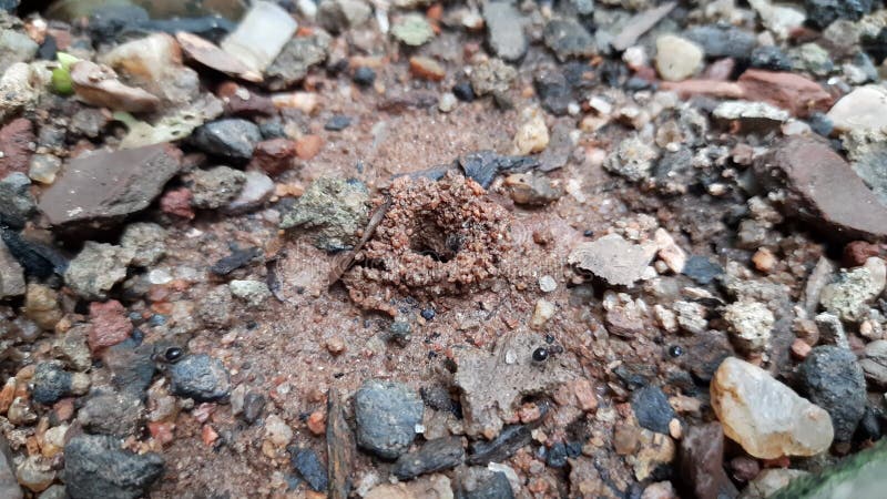 Colony of ants. stock footage. Video of hole, outside - 258985024