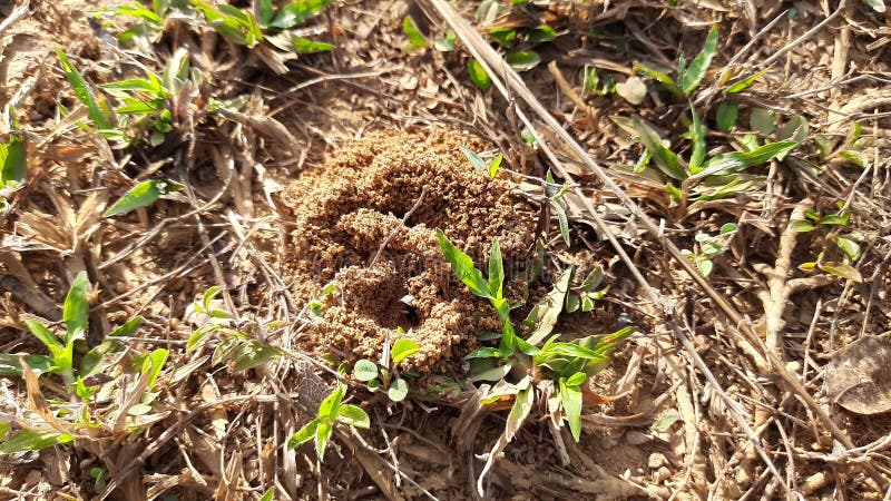 Colony of ants. stock footage. Video of hill, insect - 274832514