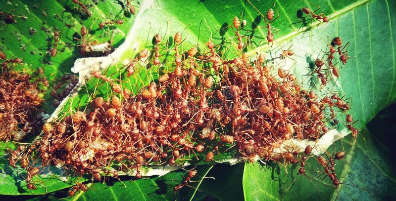 Colony of ants stock image. Image of nest, animal, ants - 56359285