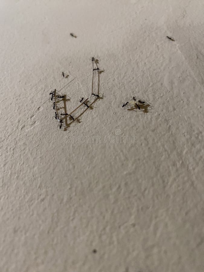 Ant colony team work stock image. Image of small, invertebrate - 371309915