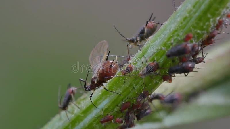 Invasion of Aphidoidea Colony Stock Video - Video of infestation ...