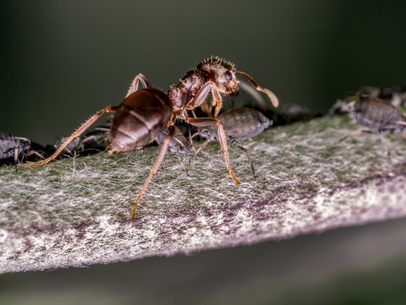 Colony of Aphids and Brown Ant Stock Photo - Image of biology ...