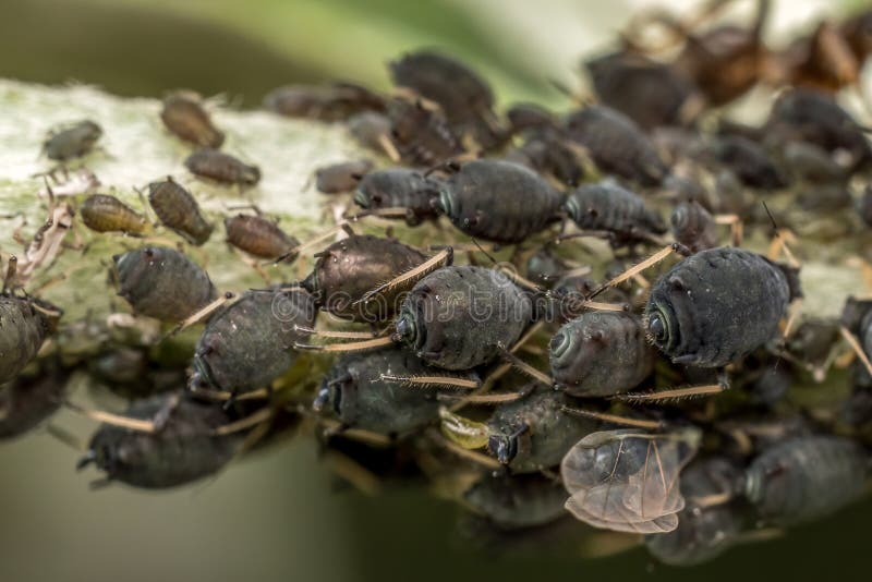 Colony of Aphids Infected a Plant Stock Photo - Image of insects ...