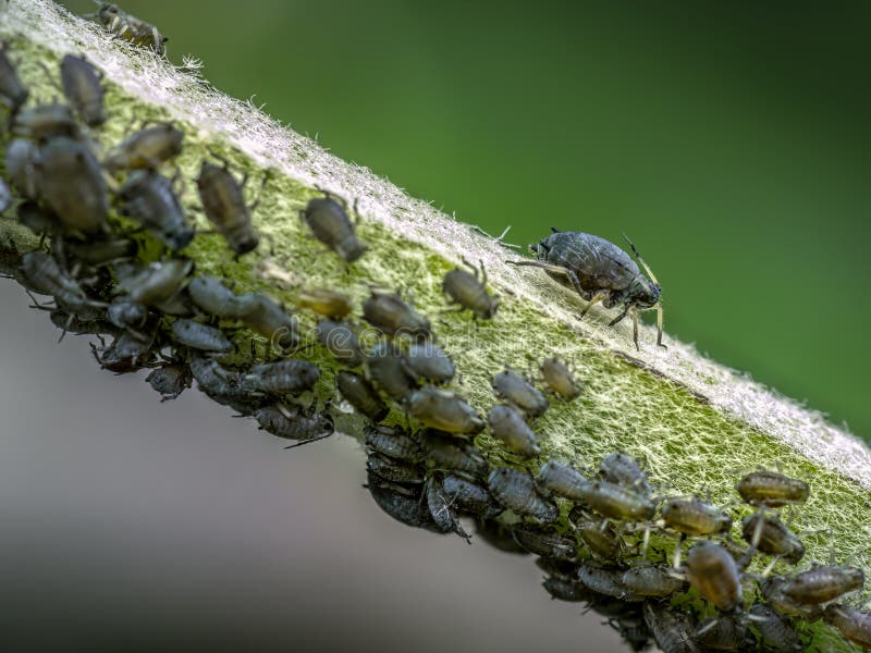 Colony of Aphids Infected a Plant Stock Image - Image of close, natural ...